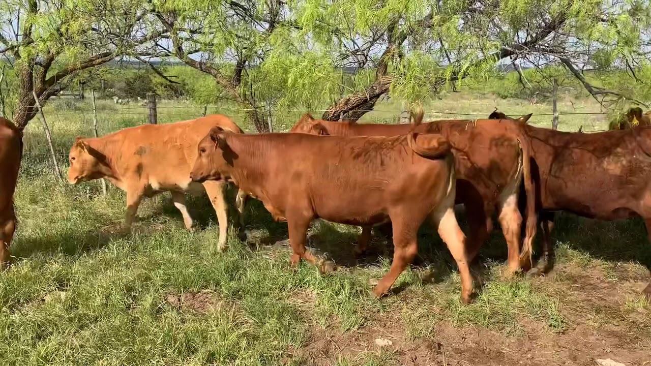 Fall Calving First Calf Bred Heifers - YouTube