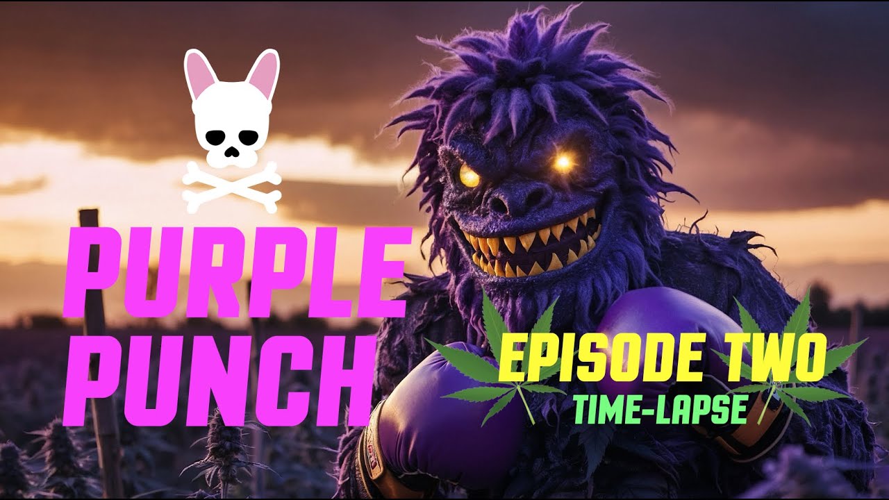 Purple Punch - Time-lapse - Grow Peaceful - YouTube