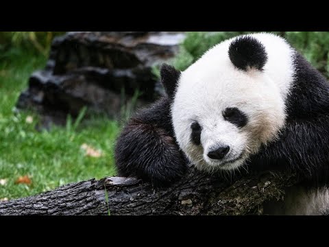 Berliner Zoo: Pandadame Meng Meng ist schwanger