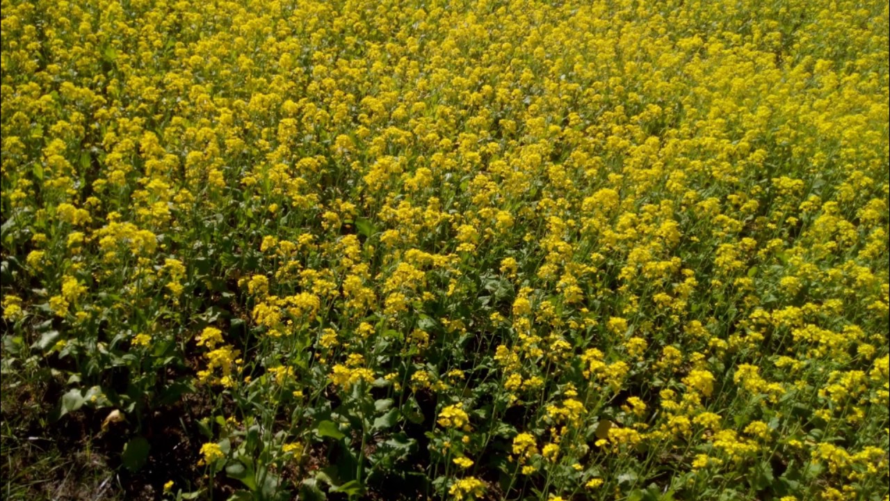 Mustard Oil Flowers - YouTube
