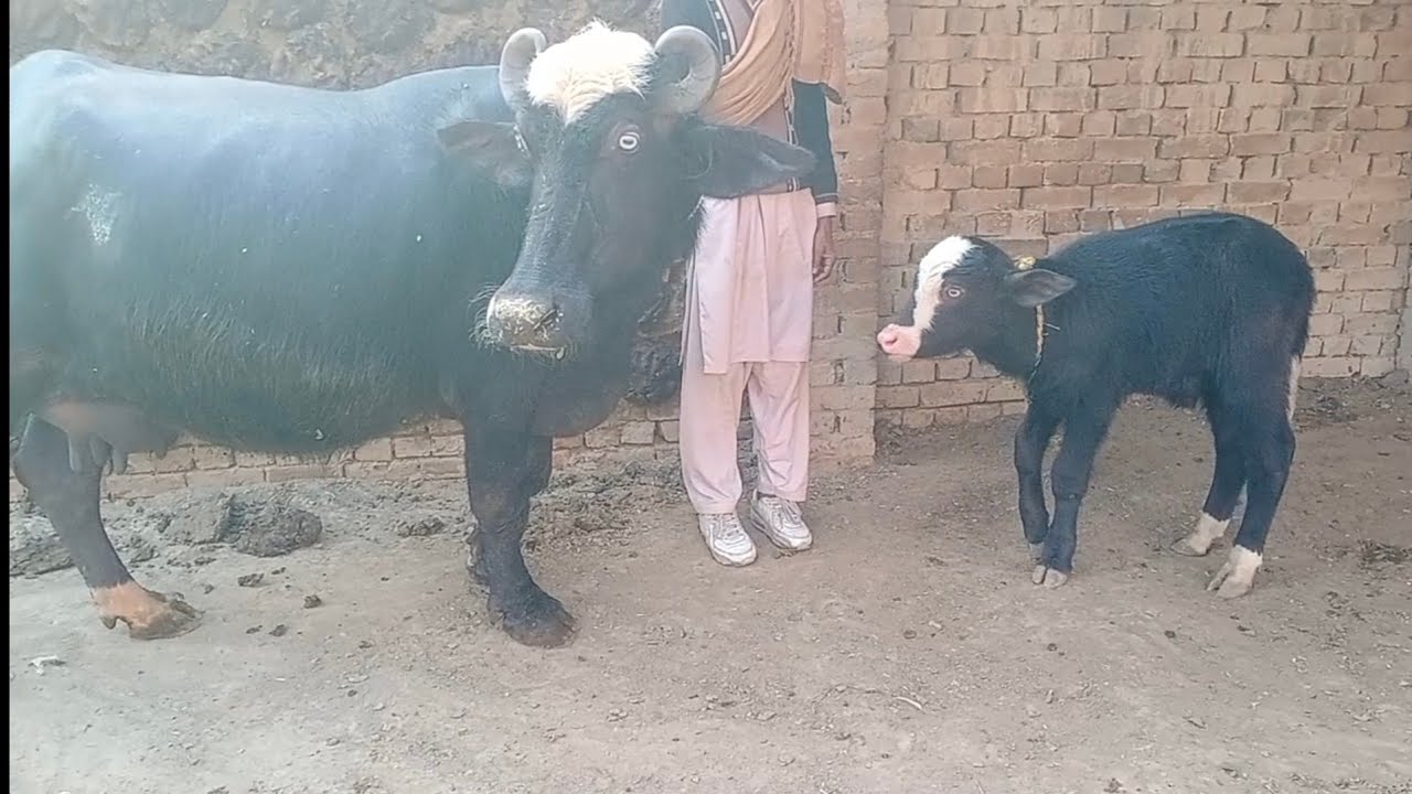 Watch pure neeli buffalo for sale on arifwala 03006537323 10-02-2024 ...