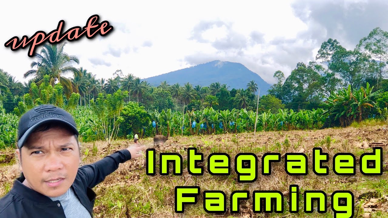 TIPS KUNG PAANO KUMITA SA ABANDONED FARM | CARDAVA TREES MEASUREMENT ...