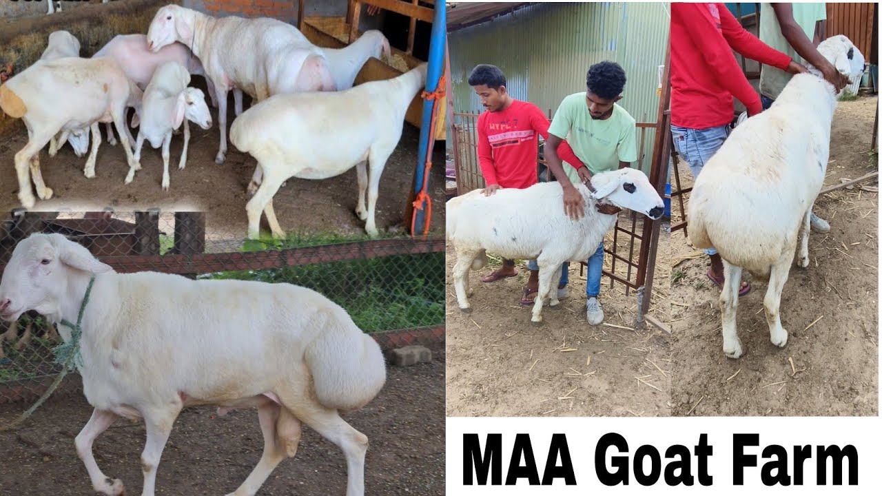 Pure Quality Turki Dumba Sheep|| Available in Maa Goat Farm, # ...
