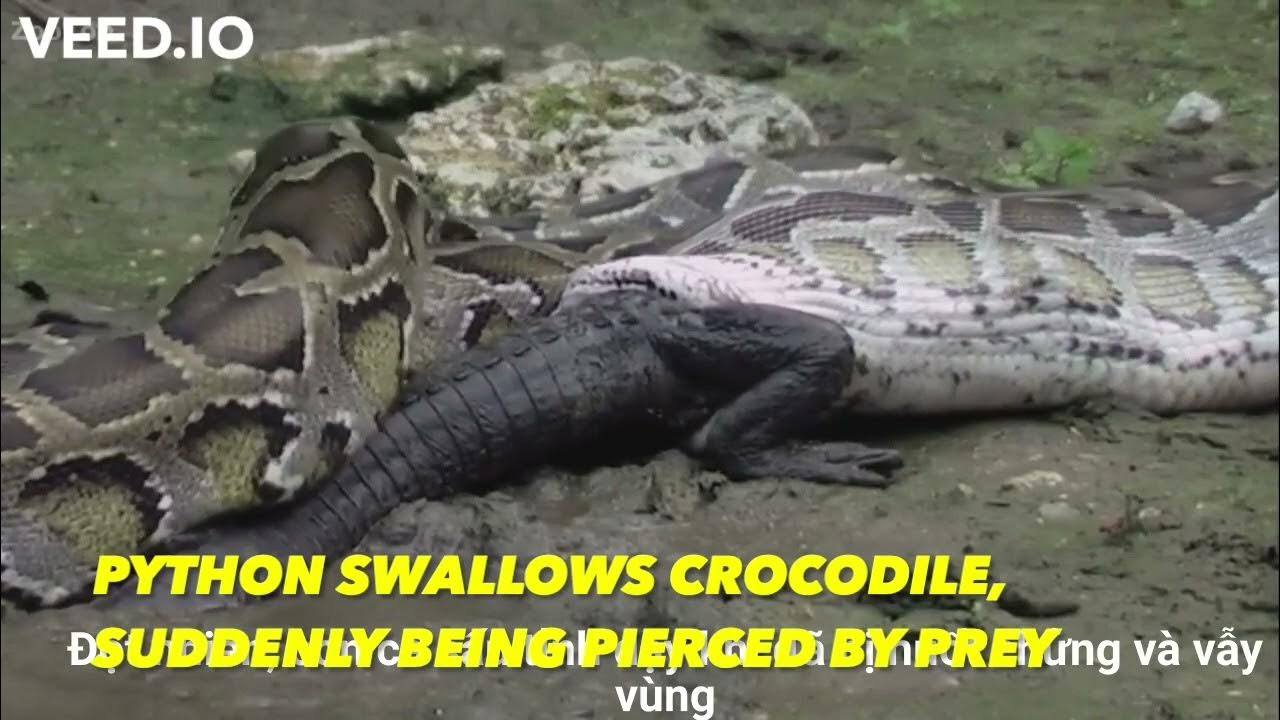 Python swallows crocodile, suddenly being pierced by prey. - YouTube