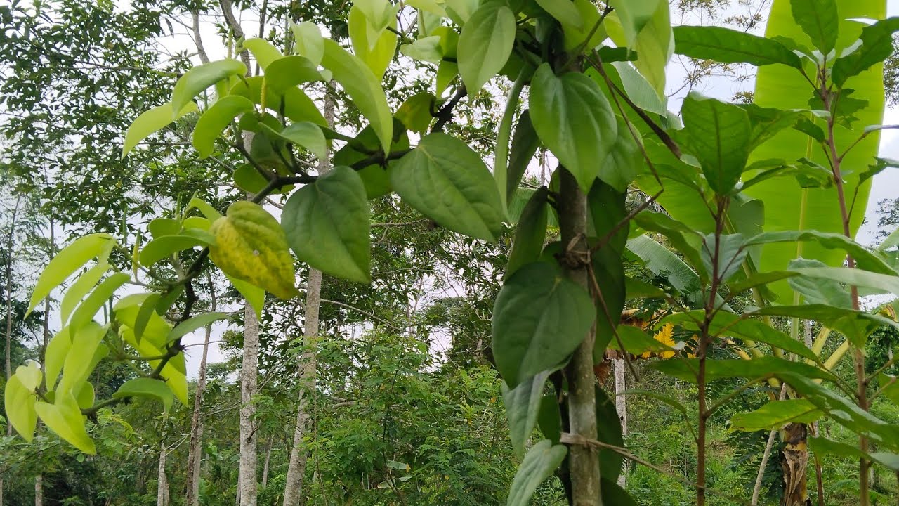 review tanaman kemukus yang ditanam dalam pohon Gamal - YouTube