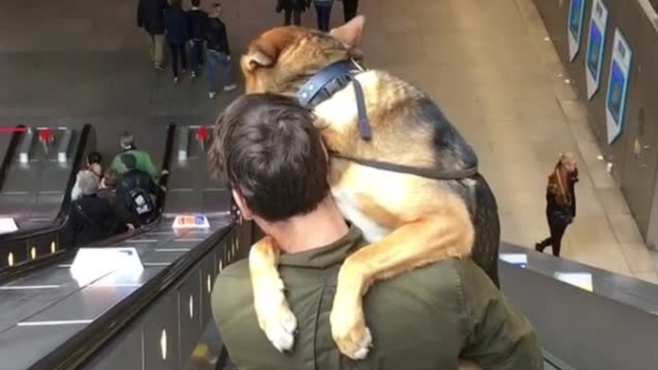Big Puppy Is Adorably Scared of Escalators - YouTube