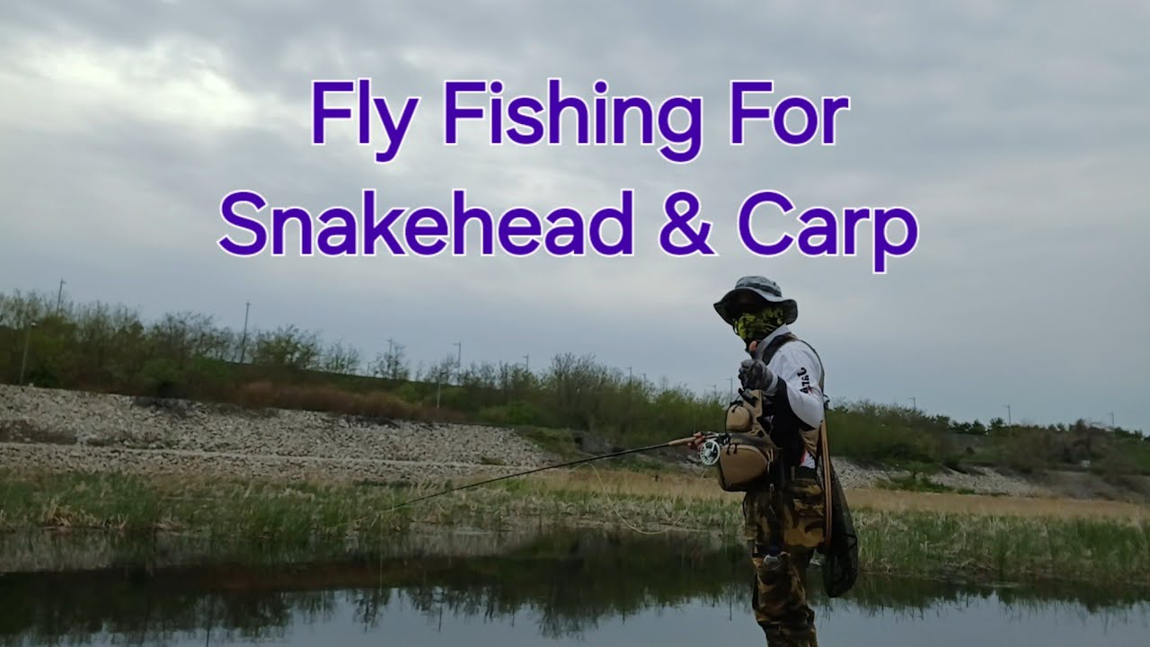 Fly Fishing For Snakehead & Carp - YouTube