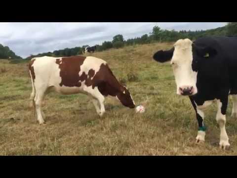 Do cows play football? Cow & calf livestream 24 July 2018 - YouTube