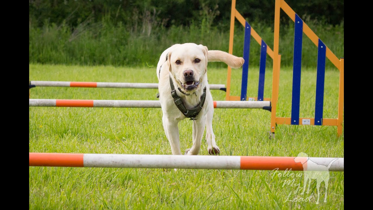 Can Labradors Do Agility