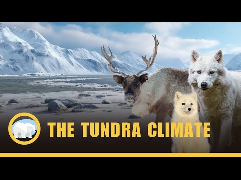 What Is The General Climate Of Tundra Biome