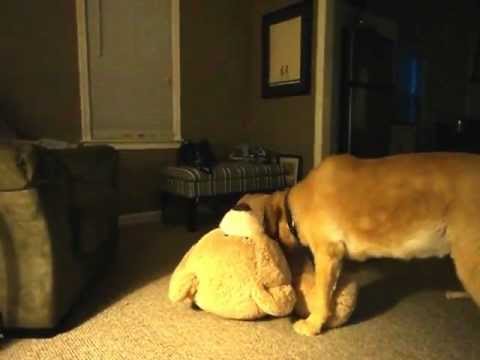 Golden Retriever attacks Ted - YouTube