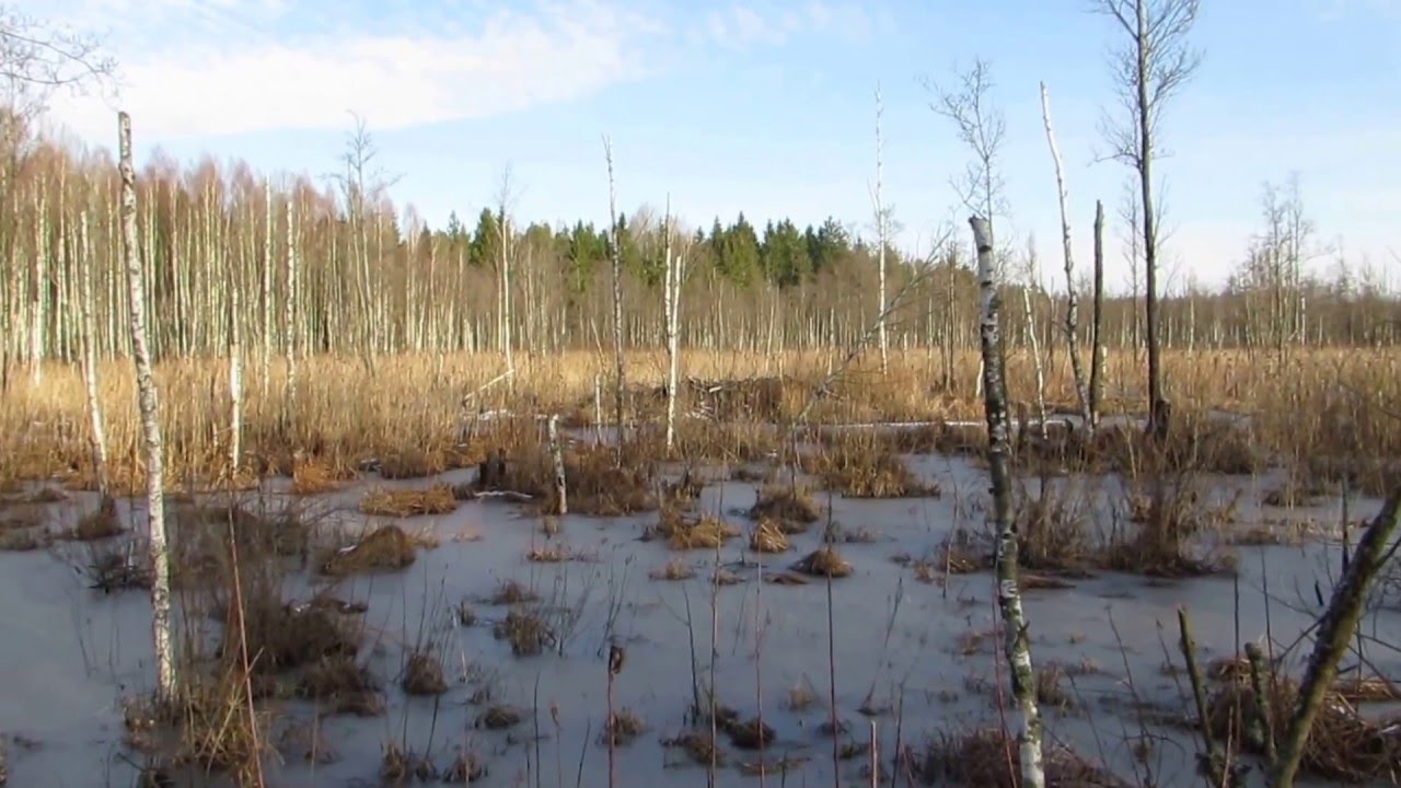 Bever burcht - Beaver lodge / Naliboki Forest , Belarus - YouTube