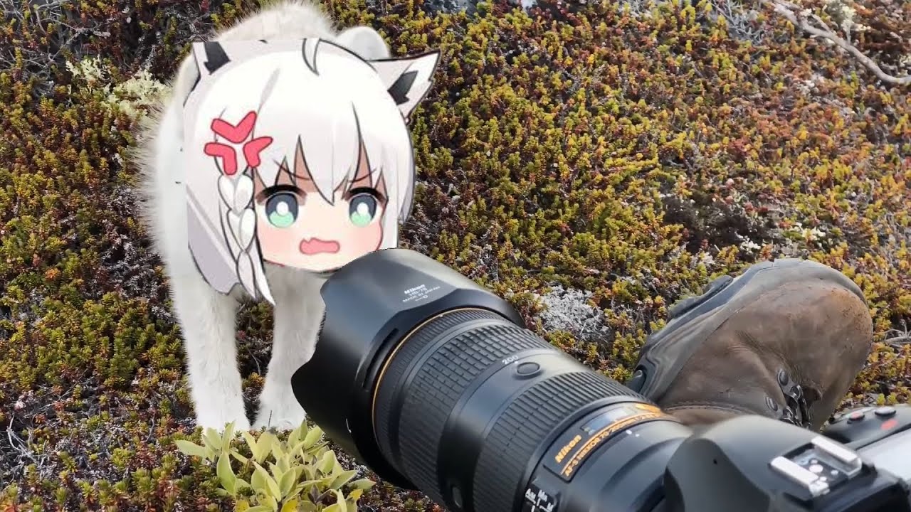 Fubuki fox want to take the camera | Animal hololive - YouTube