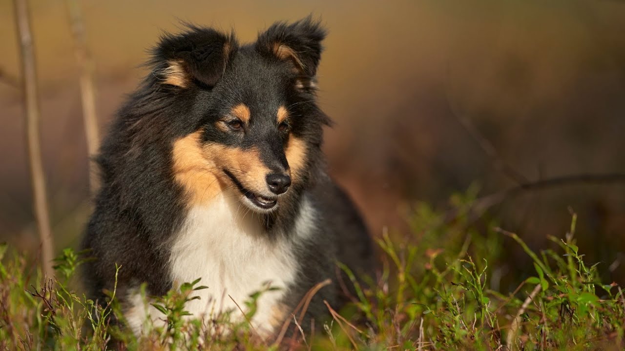 The Suitability of Shetland Sheepdogs for Search and Rescue Operations ...