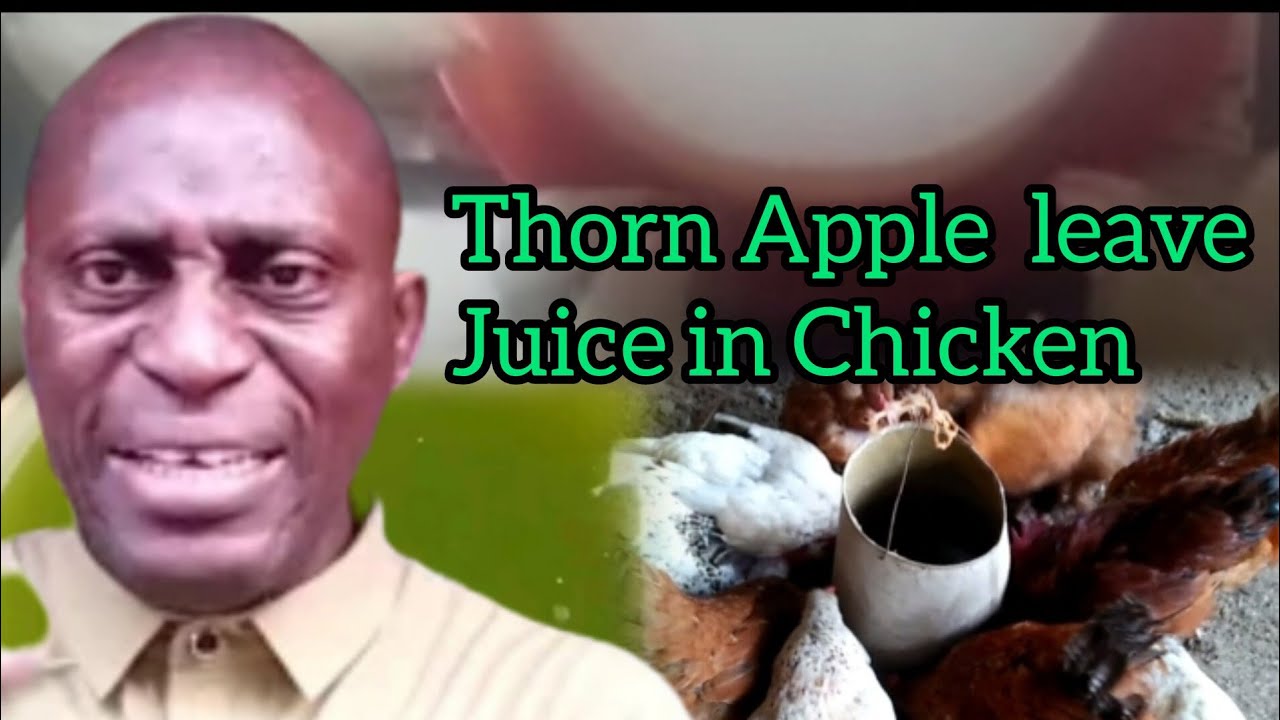 How to: Boost Chicken Growth with Thorn Apple Leaf Juice | Organic ...
