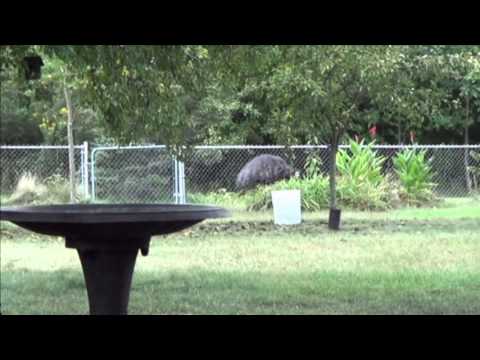 How to catch an Emu - YouTube