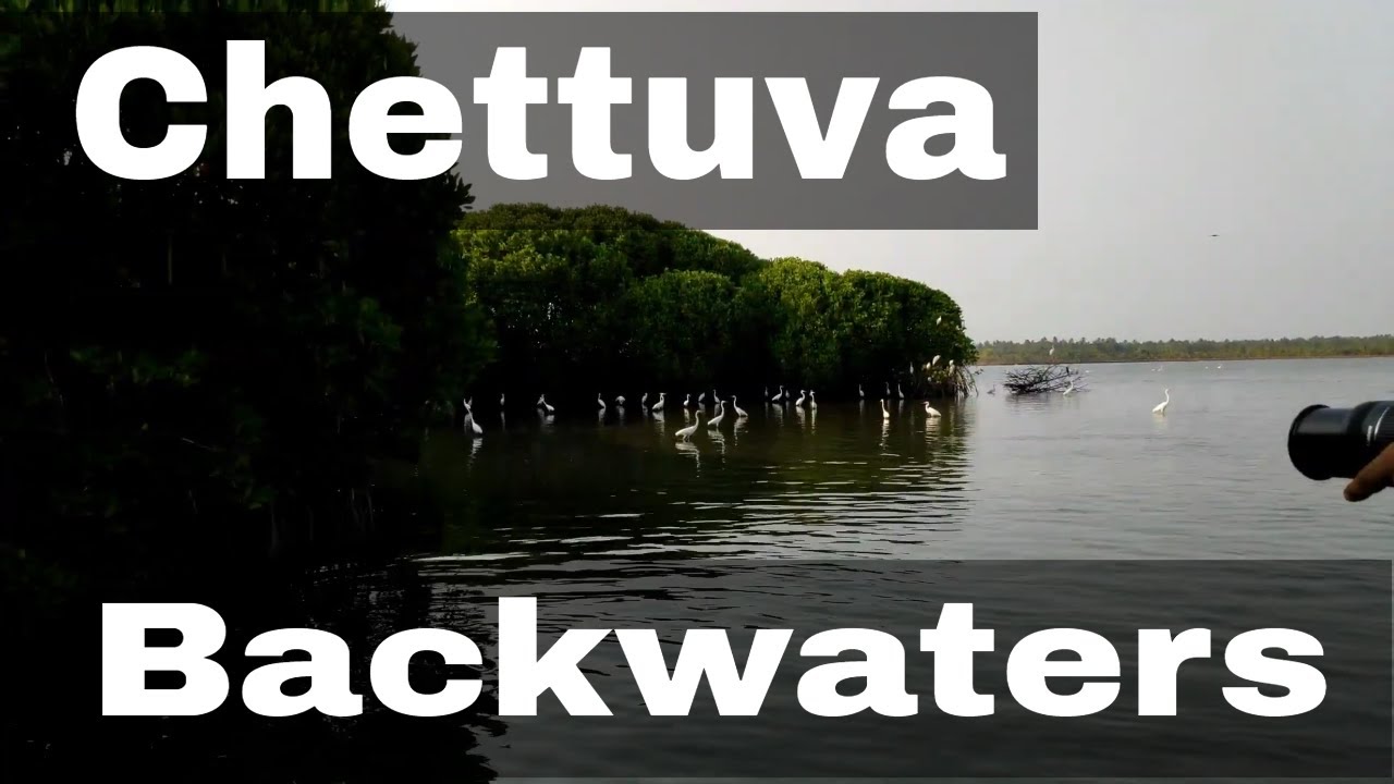 Chettuva Backwaters | Boat Riding | Mangrove Forest | Thrissur - YouTube