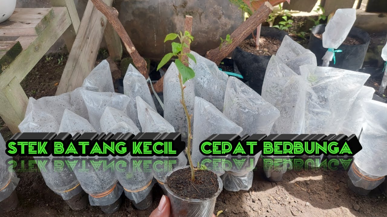 SETEK BUGENVILLE // BUNGA KERTAS MINI - YouTube