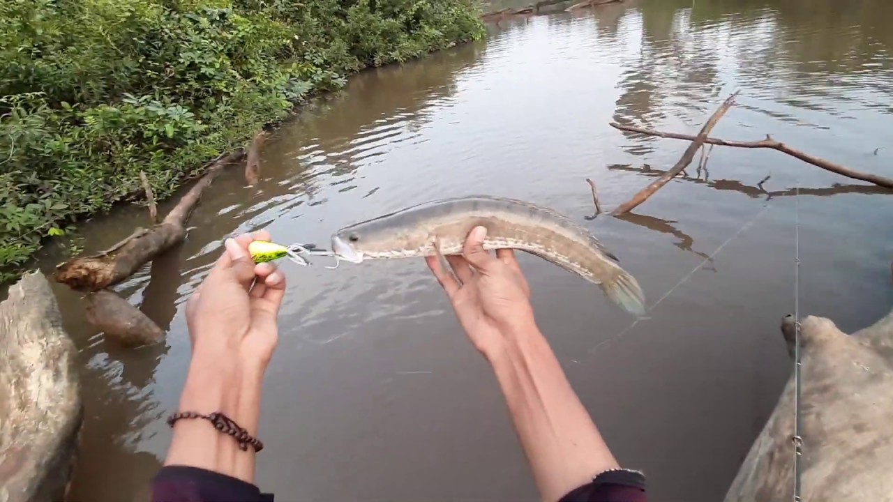 MANCING GABUS PAKAI UMPAN INI BISA DAPAT BANYAK 😱😱😱 || Replika Jaws ...