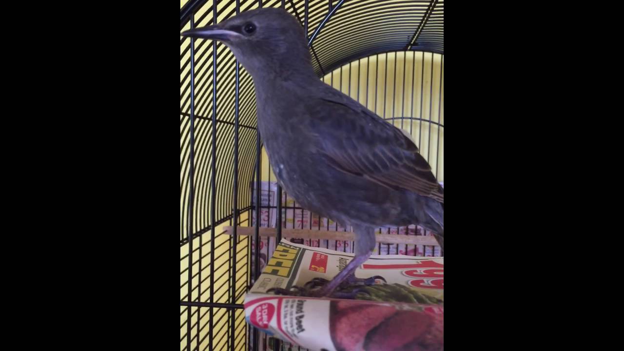 Pet European Starling playing. Birdie - YouTube
