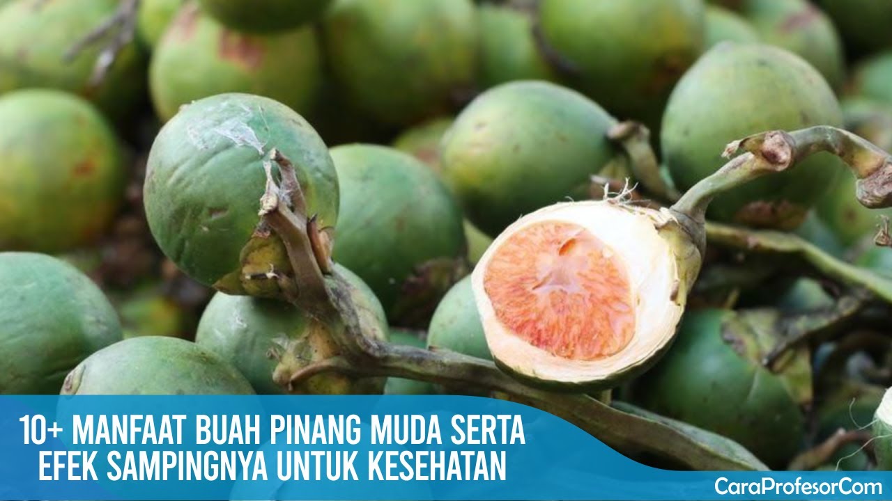 10+ Manfaat buah pinang muda serta efek sampingnya untuk kesehatan ...