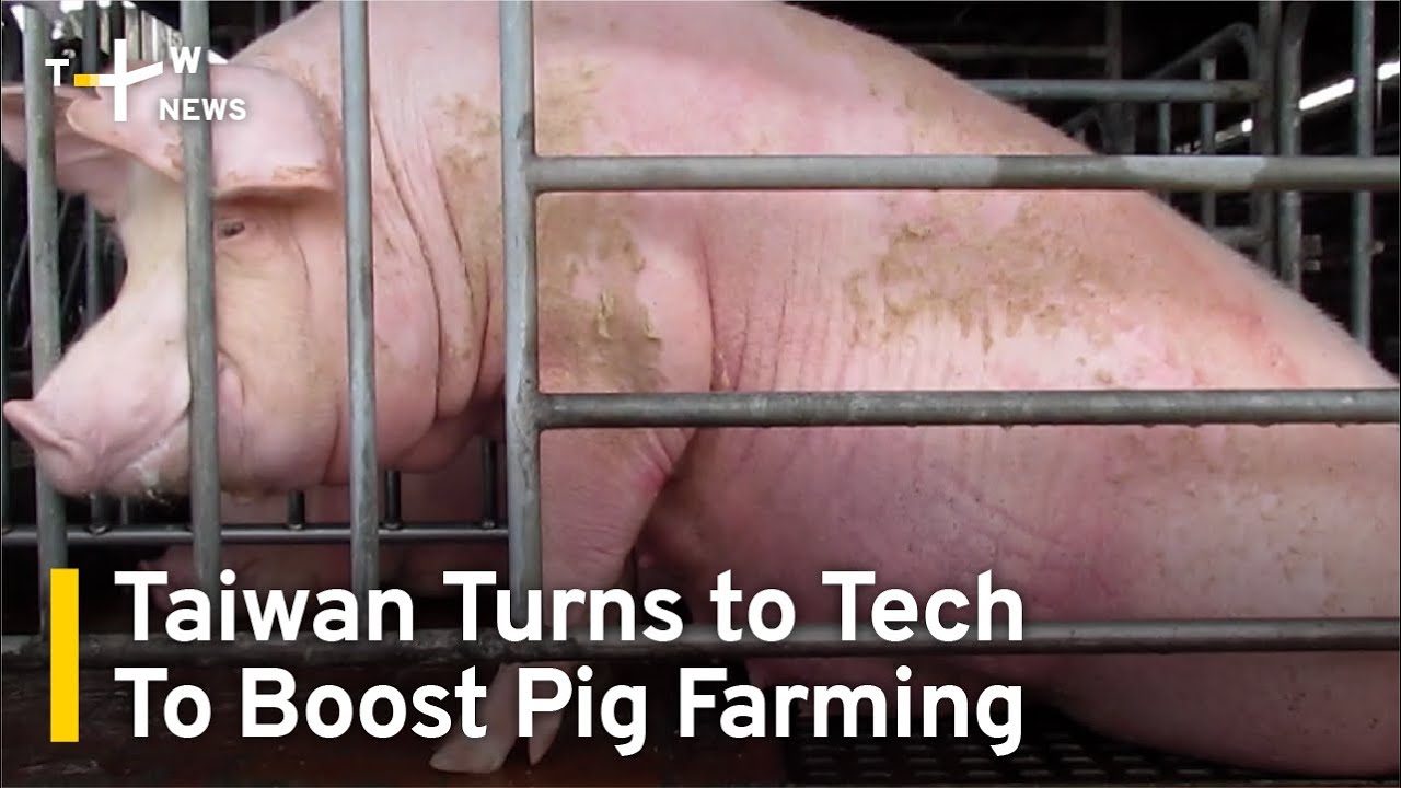 Taiwan Turns to Tech To Boost Pig Farming | TaiwanPlus News - YouTube