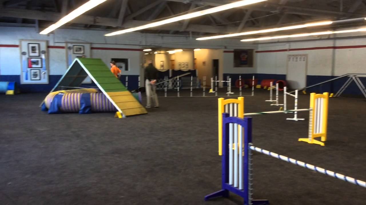 UKI Masters Series Agility NH Feb - YouTube