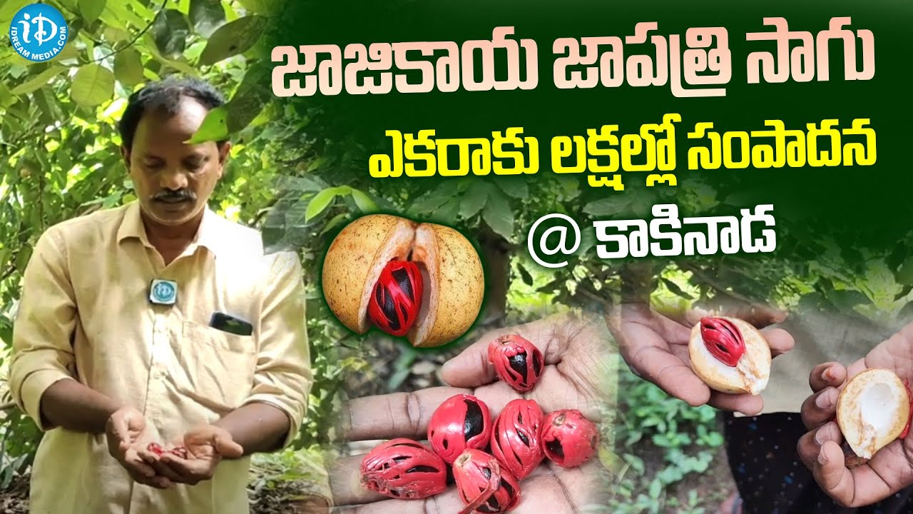 జాజికాయ జాపత్రి సాగు..| Nutmeg Cultivation In Kakinada | Nutmeg ...