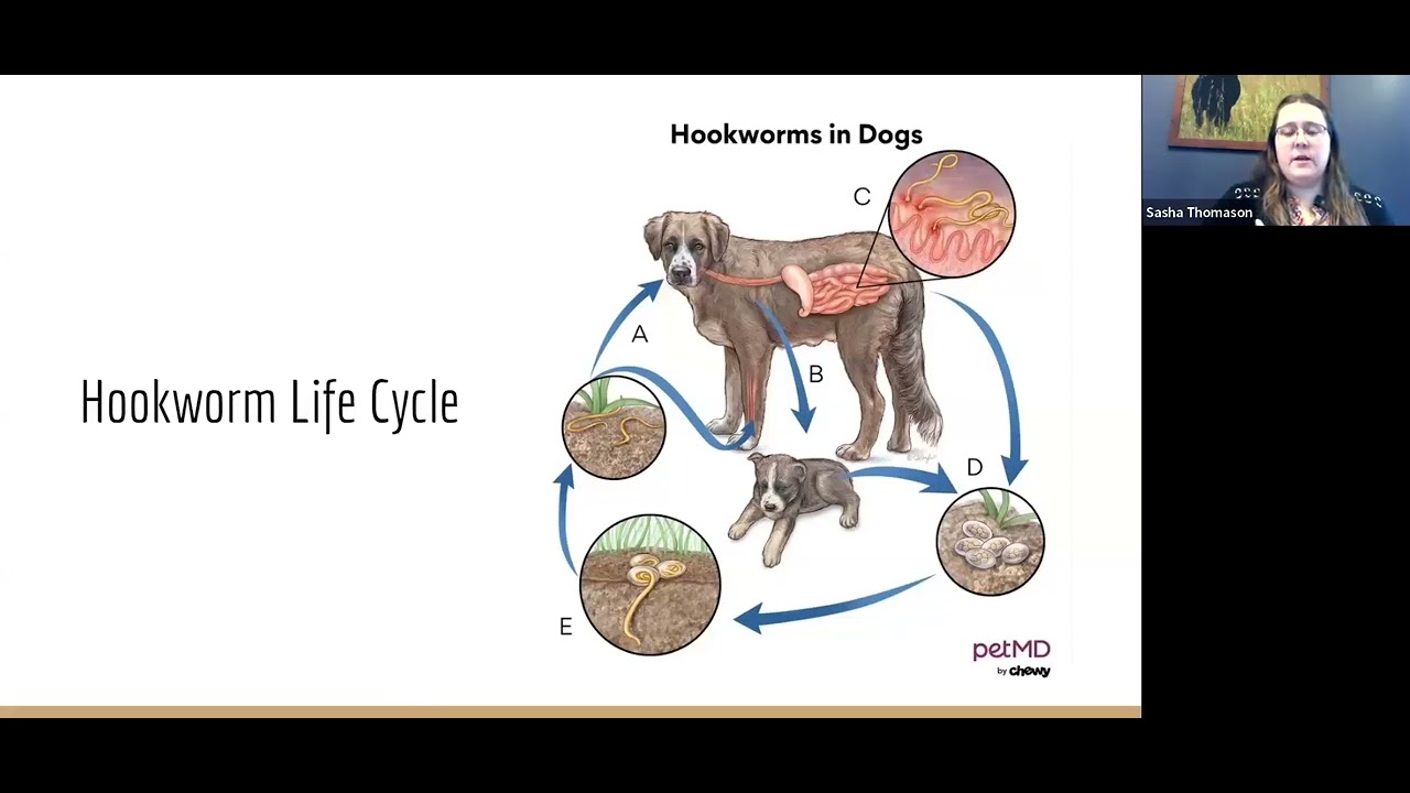 Hookworm Life Cycle In Dogs