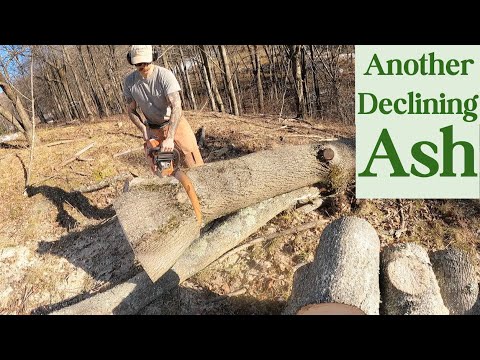Felling an Ash tree next to a customers driveway - YouTube