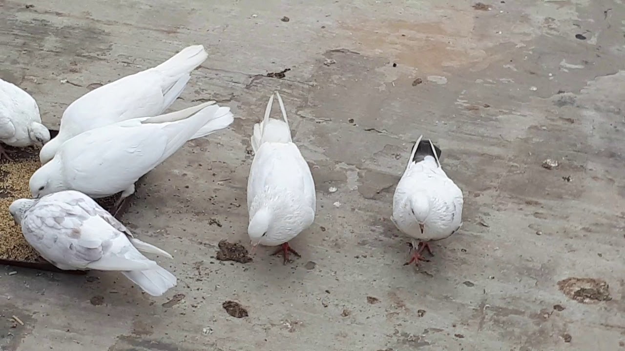 Kabootar for sale 03448660277 - YouTube