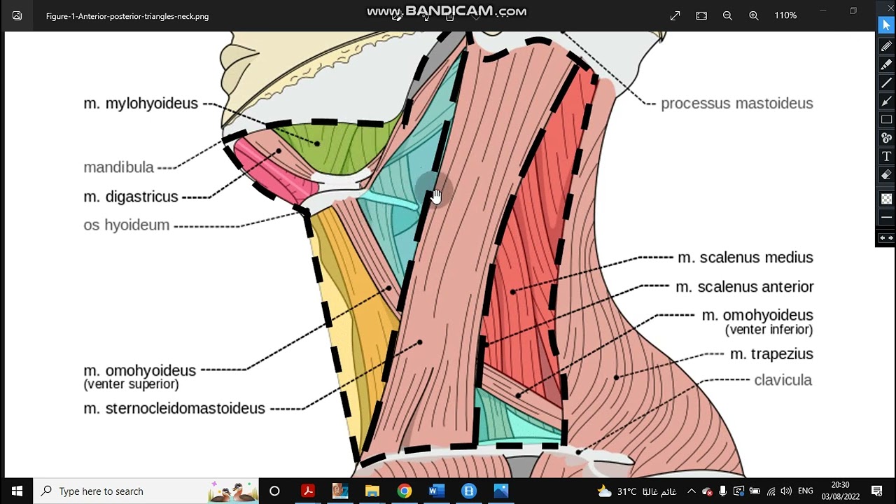 Anterior triangle (1.Digastric triangle) - YouTube