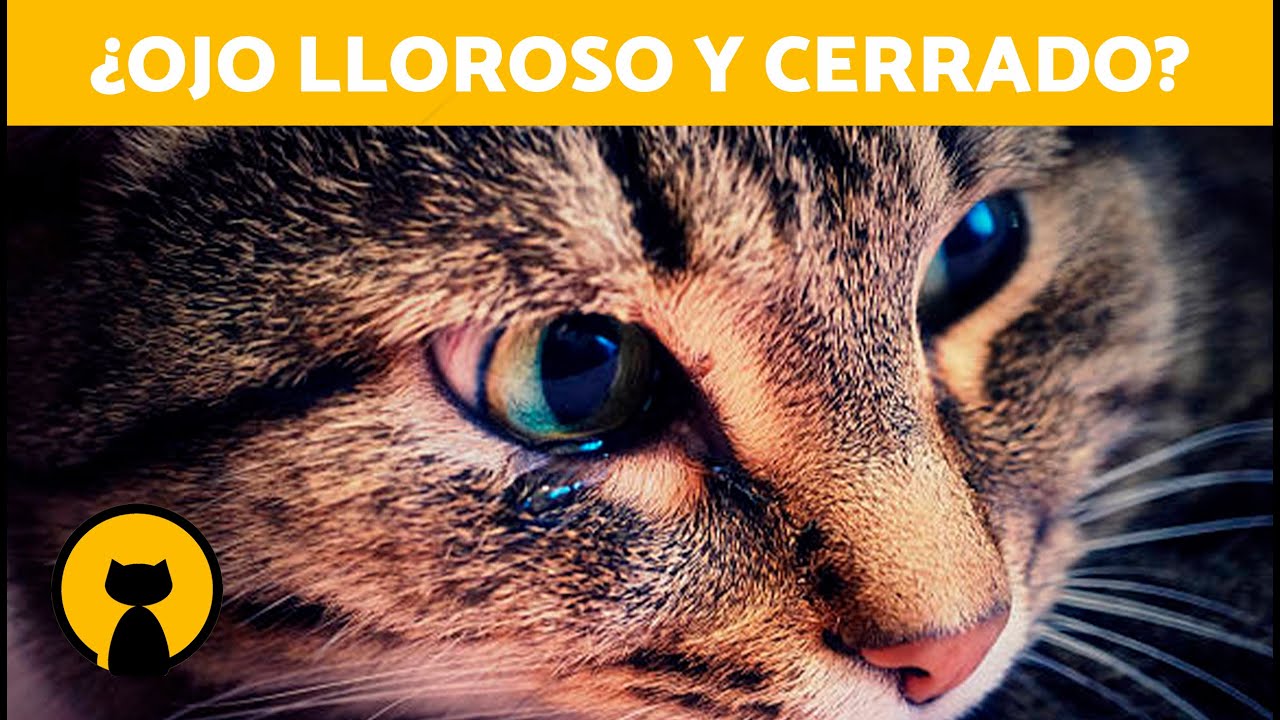 Mi GATO tiene un OJO LLOROSO y CERRADO 🐱👁️💦 (10 Causas) - YouTube
