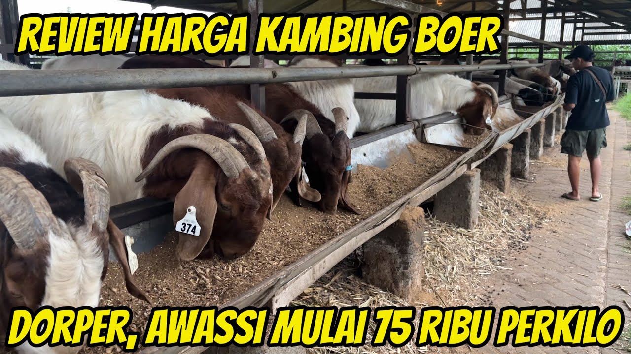 REVIEW HARGA KAMBING BOER, RED BOER, DORPER, DAN AWASSI MULAI 75 RIBU ...