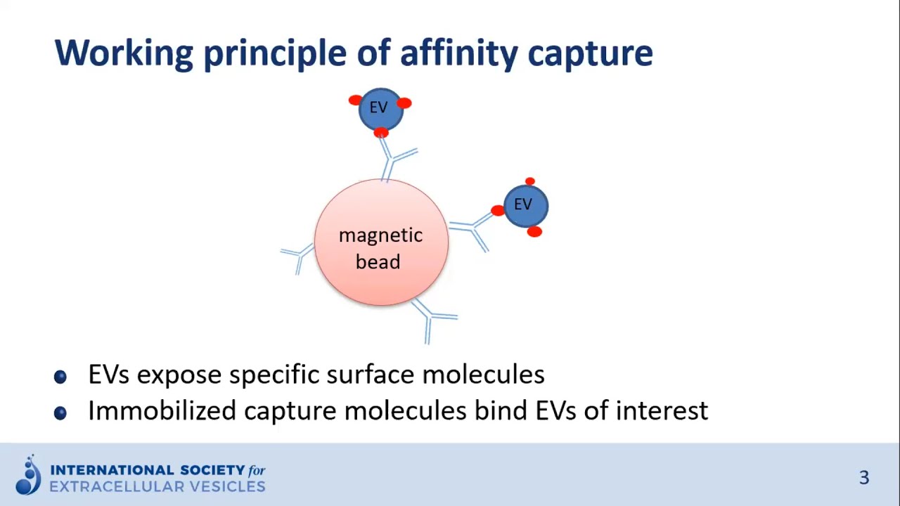 Affinity capture of extracellular vesicles - YouTube