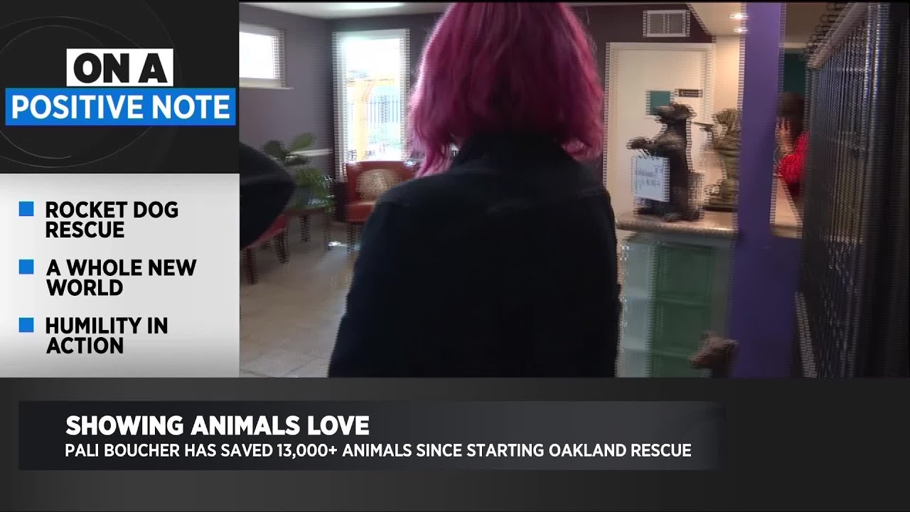 On A Positive Note: Taking In Animals - YouTube