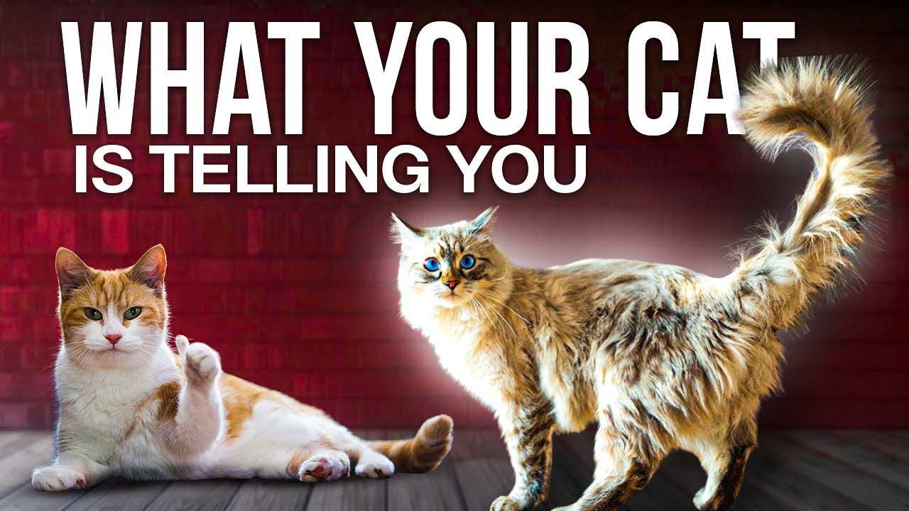 Decoding Cat Behavior: Understand What Your Cat Is Telling You - YouTube