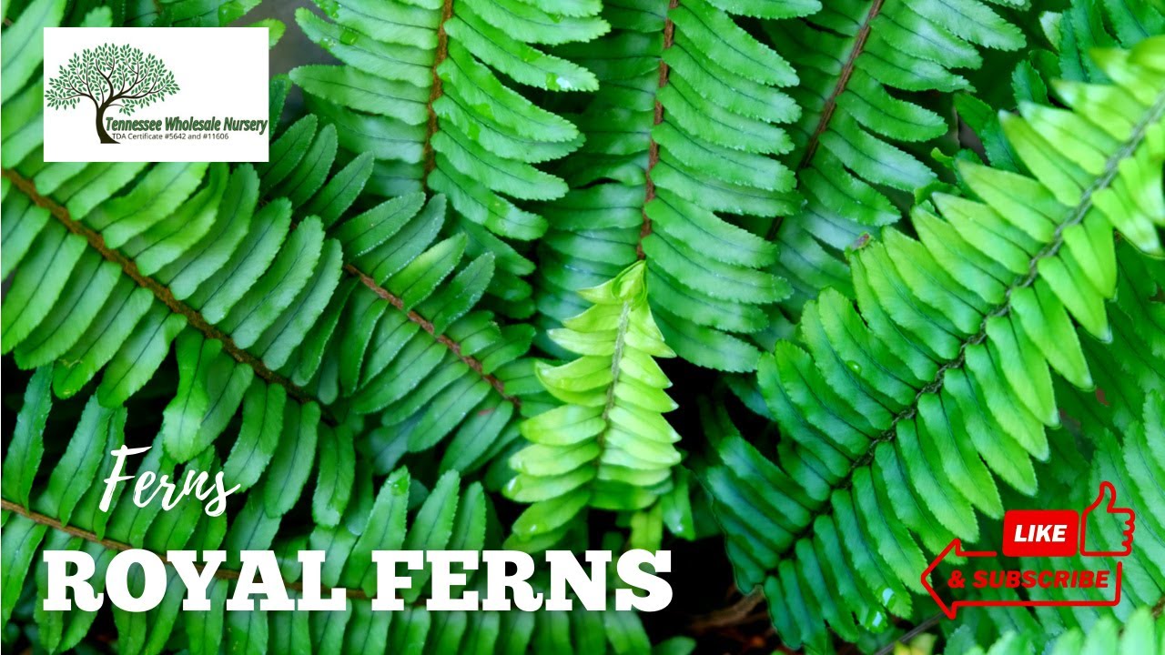 ROYAL FERNS - TN NURSERY - YouTube