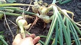 Лук шалот (семейный) и лук старорусский. Описание и опыт выращивания ...