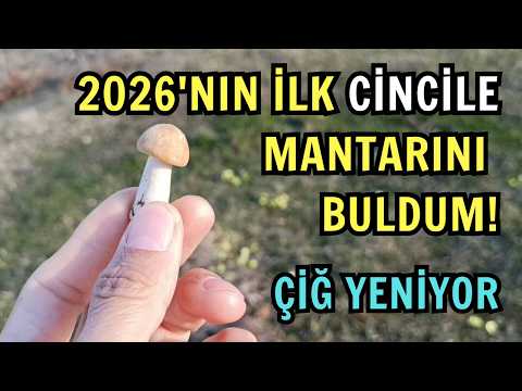 2026'nın İlk Cincile Mantarını Bulduk. Bu Mantar Çiğ Çiğ Yeniyor. Bulduğum Yerde Yedim