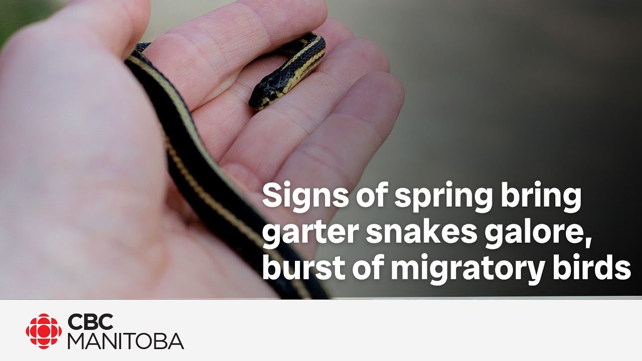 Signs of spring bring garter snakes galore, burst of migratory birds ...