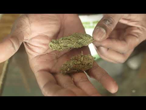 How I Feel About BIO DIESEL From THCA SMALL BUDS