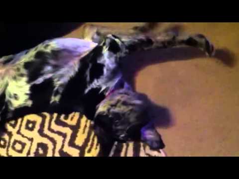 Weird Alex - YouTube