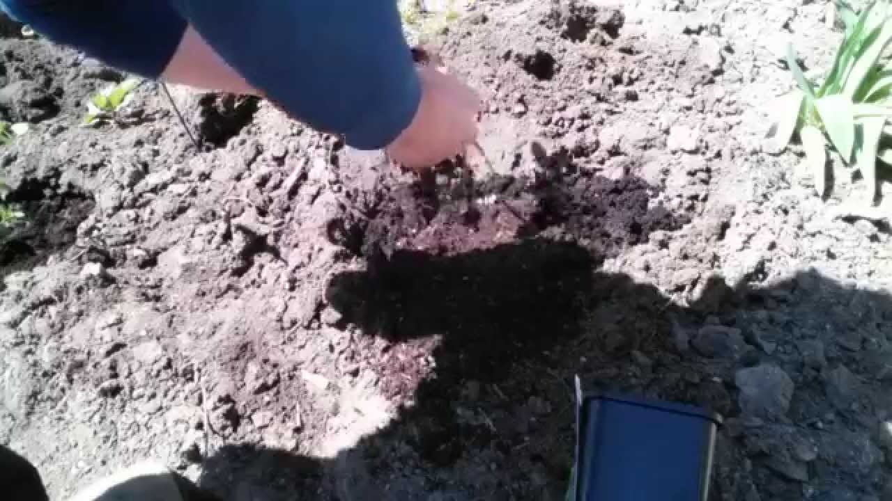 Planting honeyberry/haskap berry bushes - YouTube