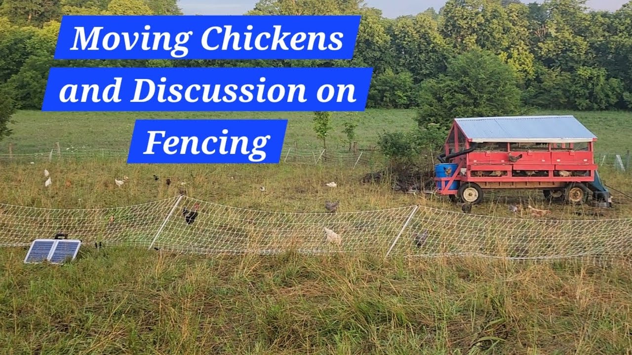 Moving Chickens and Discussion on Fencing - YouTube