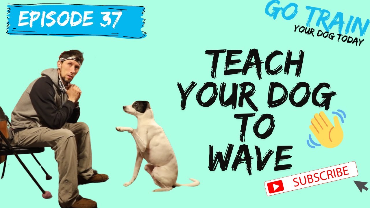 How to teach your dog to wave - YouTube