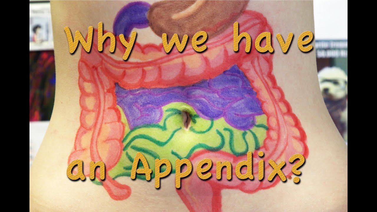 HYEW Why we have an Appendix? - YouTube