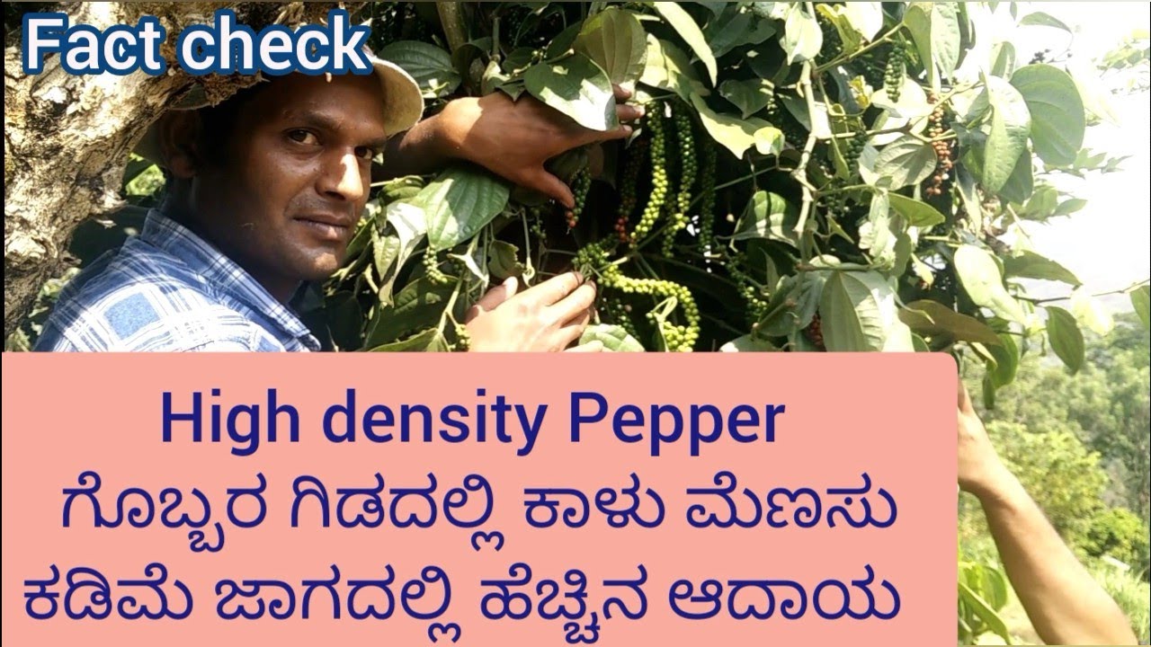 High density pepper / Fact check pepper grown in gliricidia tree ...