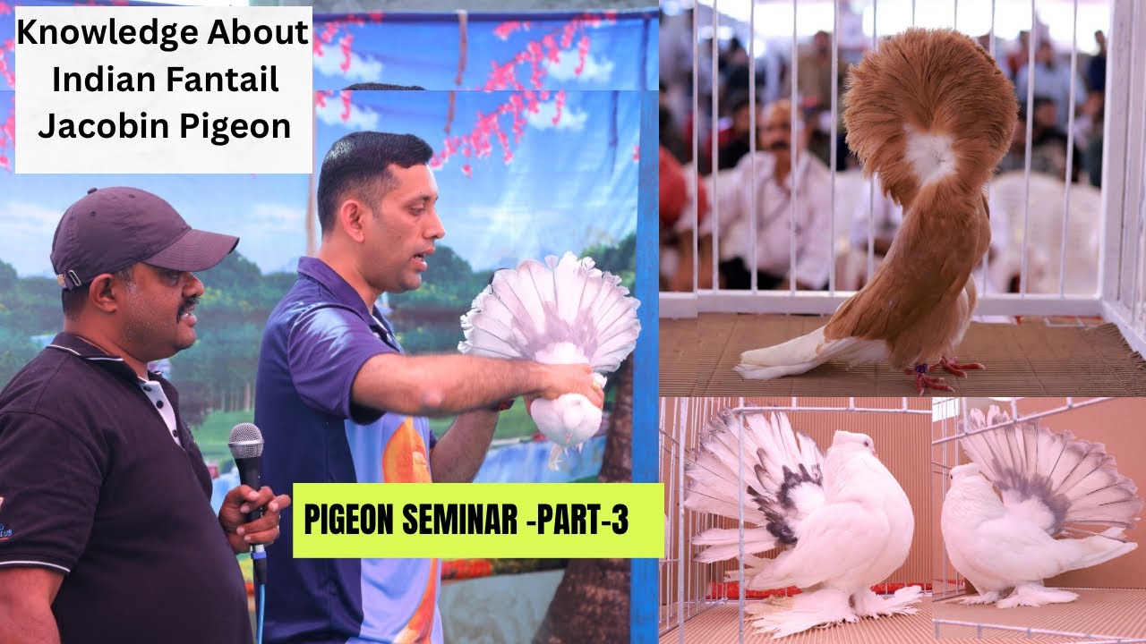 FULL INFORMATION / Indian Fantail / Jacobin Pigeon - Part-3 - YouTube