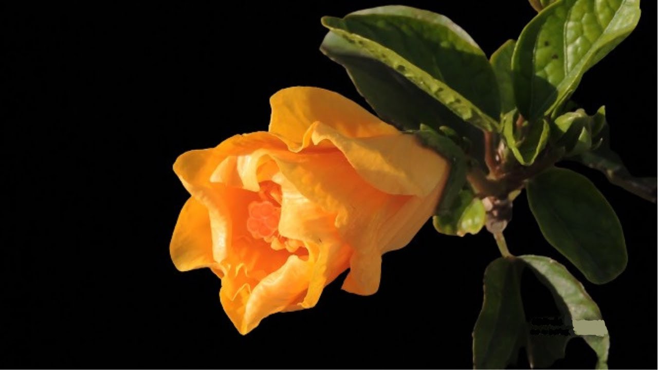 The Mind-Blowing Time Lapse: Mesmerizing Hibiscus Blooms in 1 Minute ...